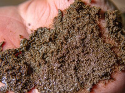 What Is Charas Hash: Hand-Rubbed Himalayan Tradition